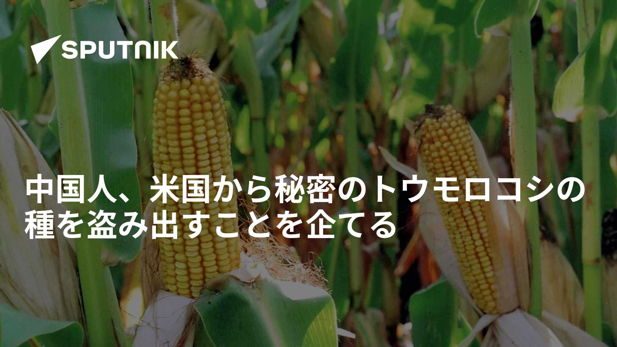 中国人、米国から秘密のトウモロコシの種を盗み出すことを企てる - 2016年1月29日, Sputnik 日本