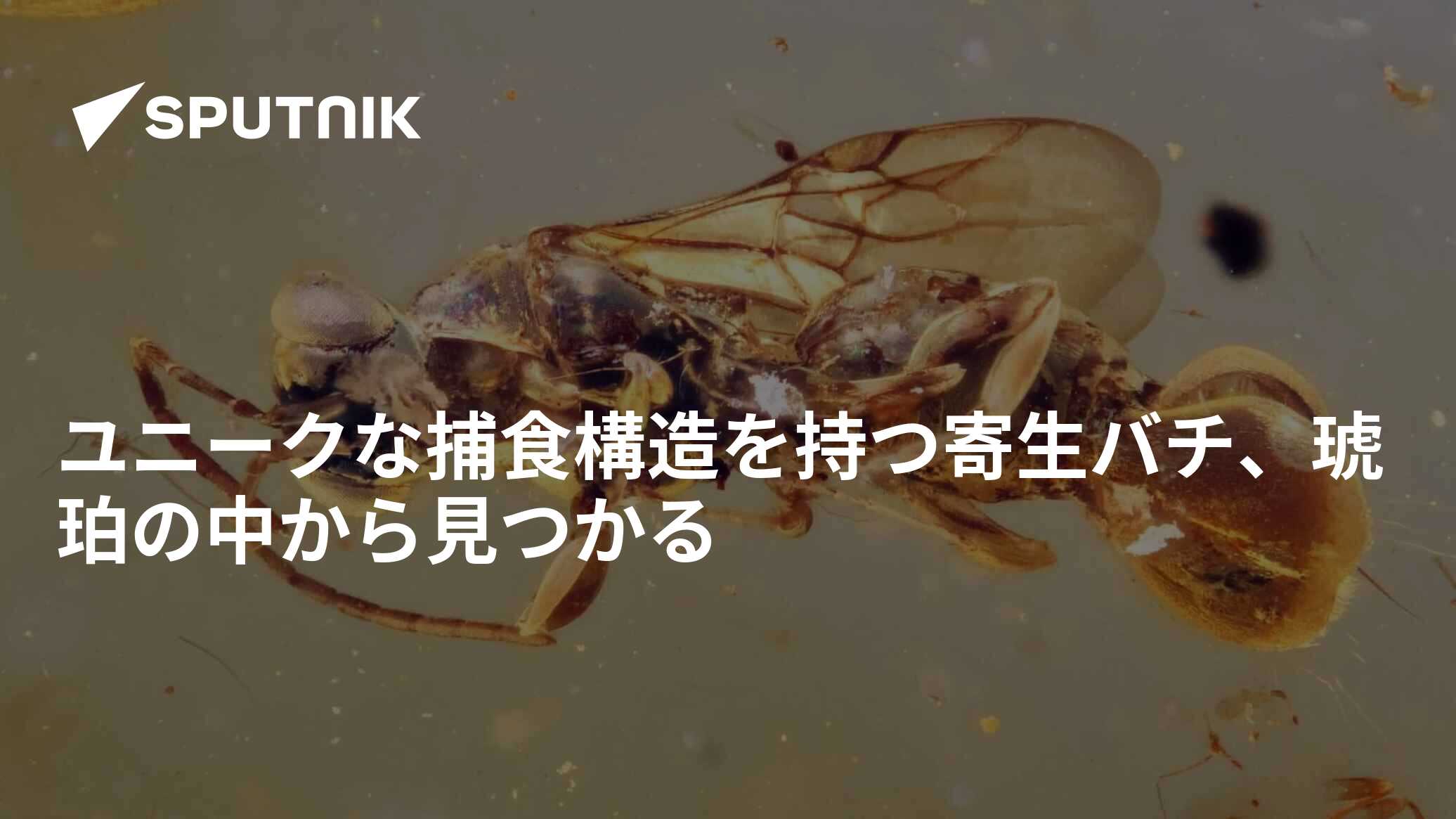 ユニークな捕食構造を持つ寄生バチ、琥珀の中から見つかる - 2025年4月5日, Sputnik 日本