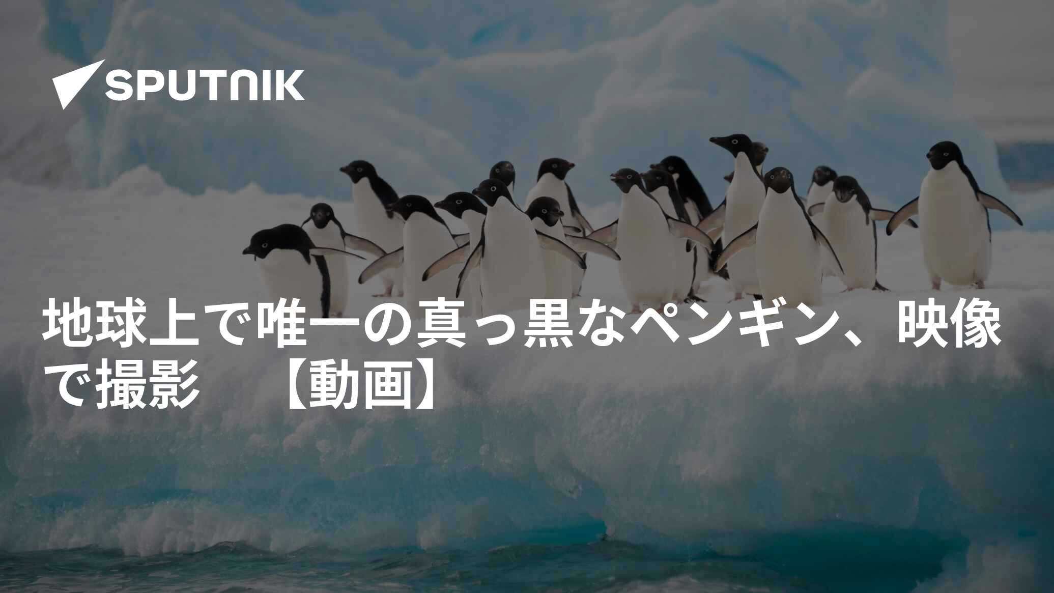 地球上で唯一の真っ黒なペンギン、映像で撮影 【動画】 - 2019年2月20日, Sputnik 日本