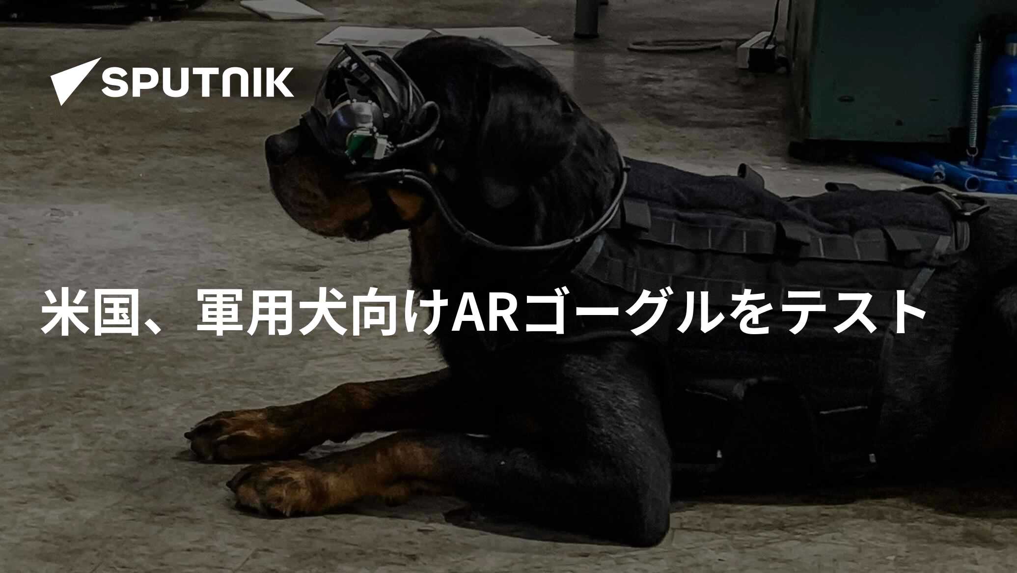 米国、軍用犬向けARゴーグルをテスト - 2020年10月18日, Sputnik 日本
